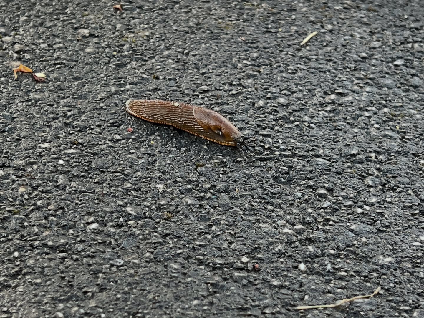 David McClelland, Psychologist | Dave McClelland...