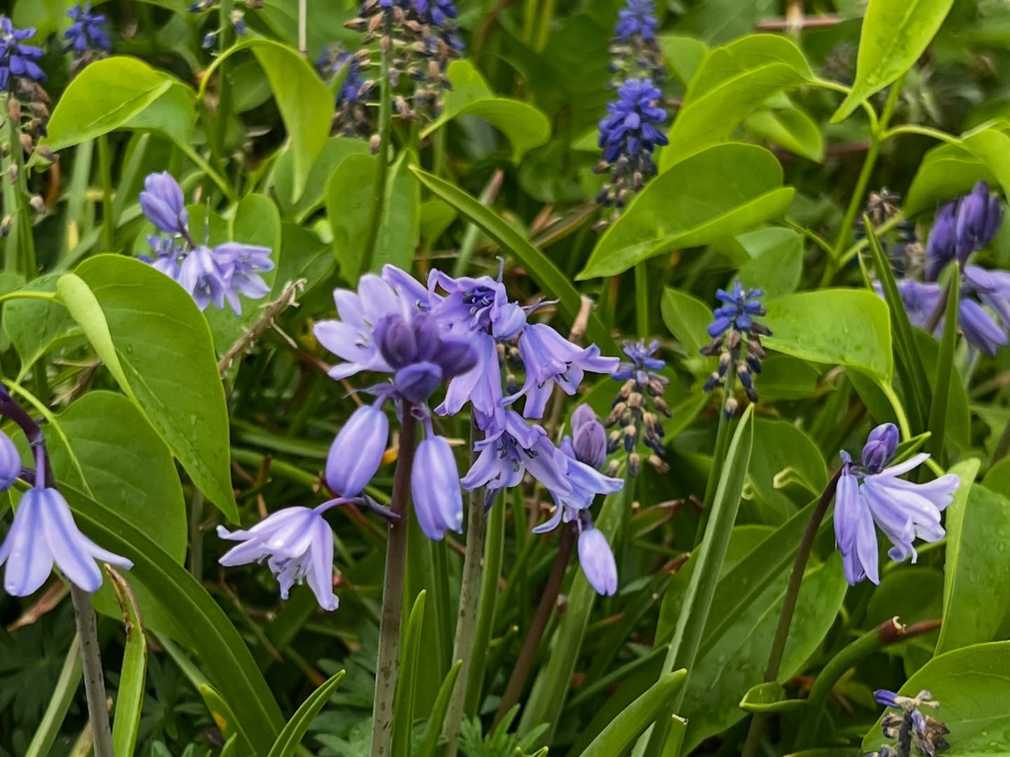 David McClelland, Actor & Filmmaker