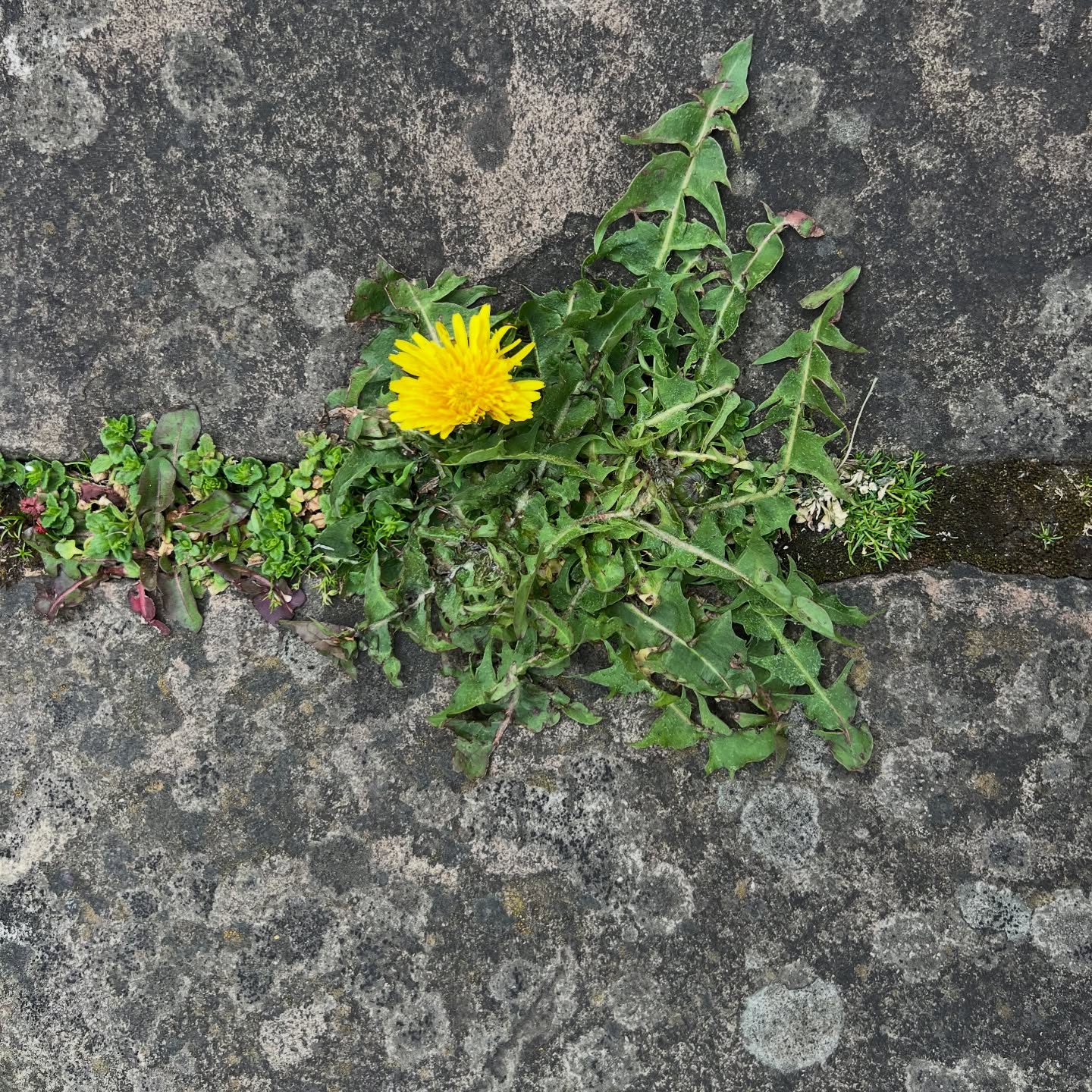 David McClelland, Actor & Filmmaker